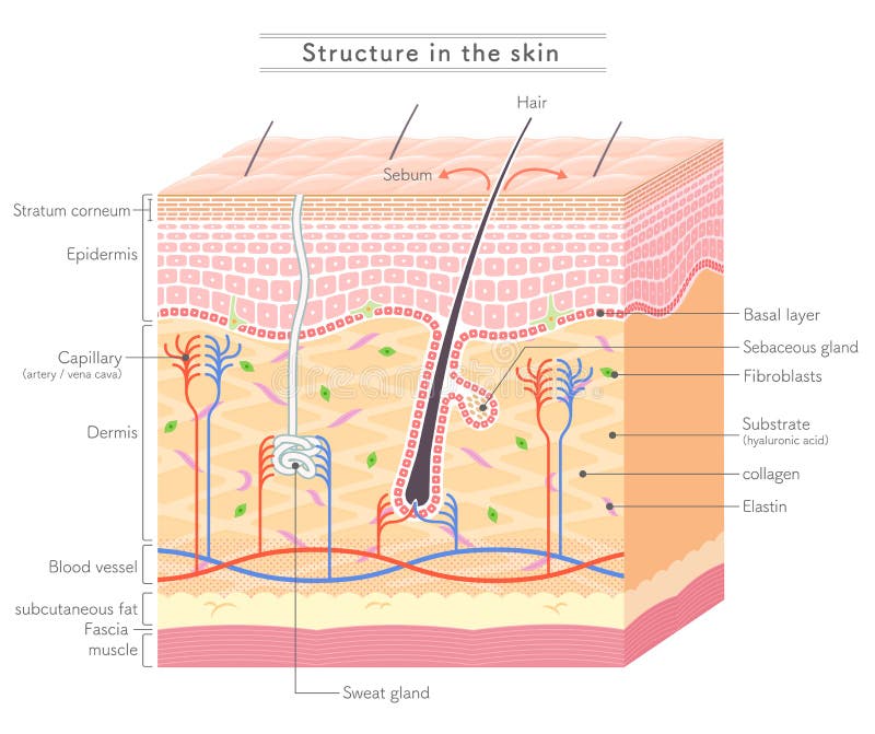 Structure Des Cellules De Fibroblaste Illustration de Vecteur ...