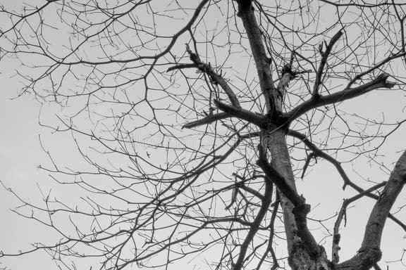 Structure De Branche D'arbre Et De Mort Photo stock - Image du ...