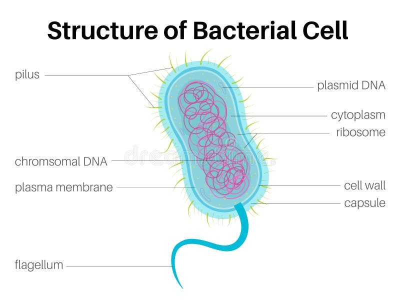 Structure D'une Cellule Bactérienne Illustration Stock - Illustration ...