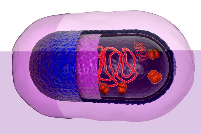 Structure De Cellule Bactérienne Illustration Stock - Illustration du ...