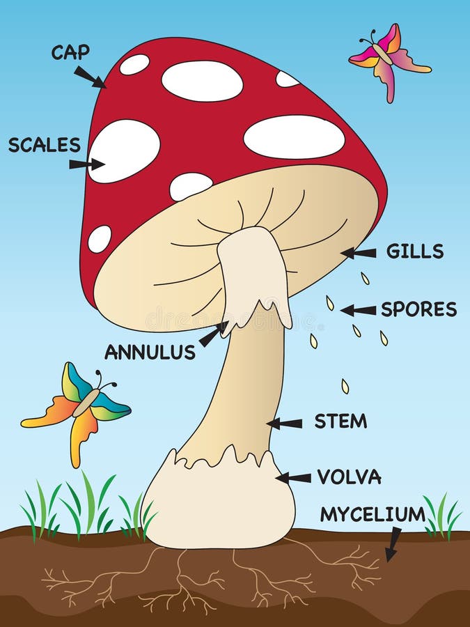 Structure De Champignon Pour L'école Illustration Stock - Illustration ...
