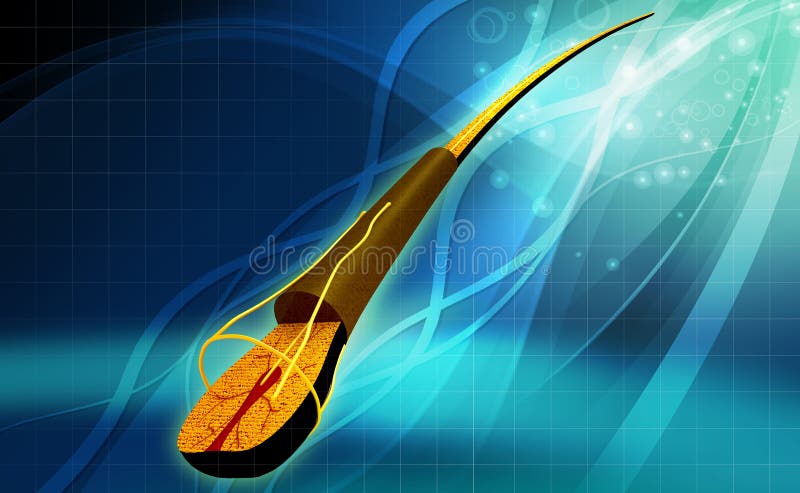 Structure De Cheveux Humains Illustration Stock - Illustration du ...