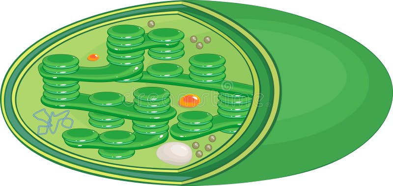 Structure De Chloroplaste Avec Des Titres Illustration de Vecteur ...