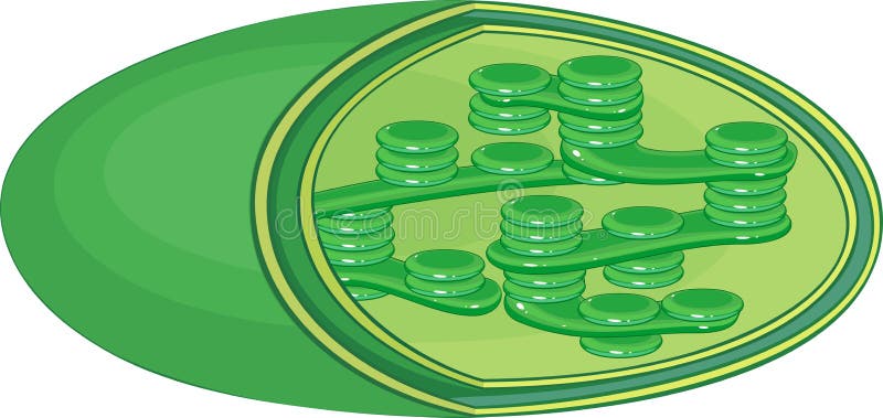 Structure De Chloroplaste Avec Des Titres Illustration de Vecteur ...