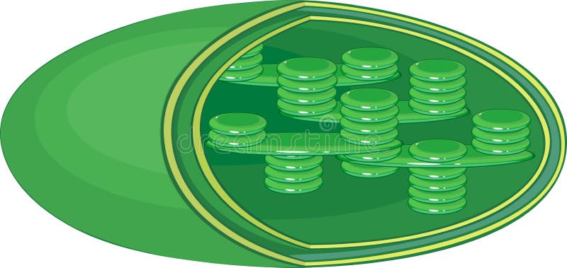 Structure De Granum De Chloroplaste Avec Des Titres Illustration de ...