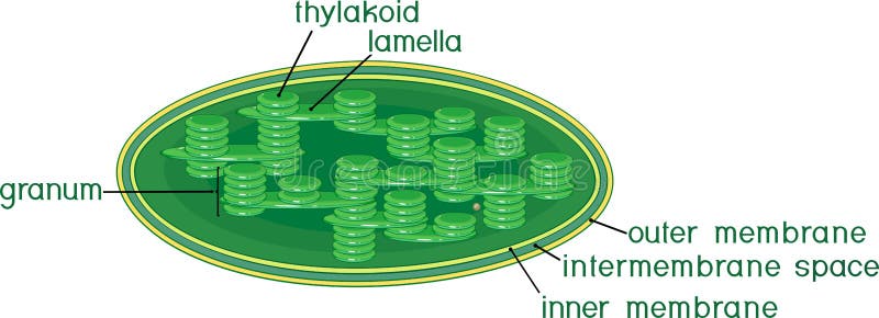 Structure De Chloroplaste Avec Des Titres Illustration de Vecteur ...