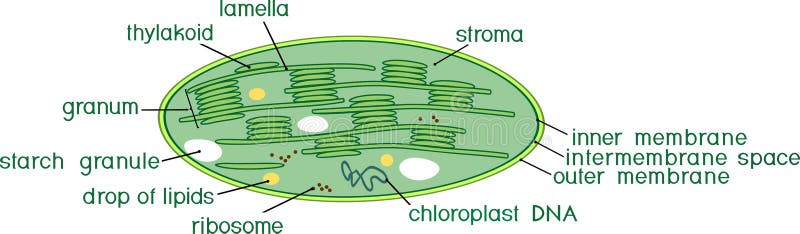 Chloroplaste Stock Illustrations, Vecteurs, & Clipart – (325 Stock ...