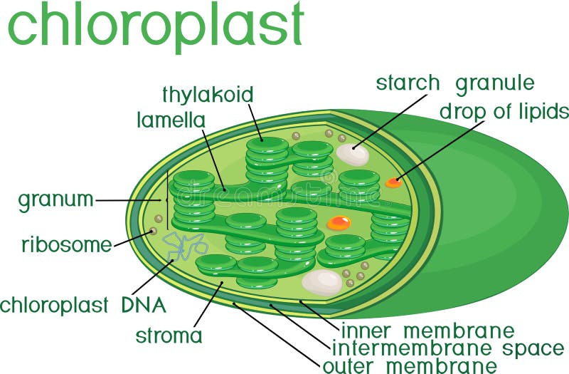 Structure De Chloroplaste Avec Des Titres Illustration de Vecteur ...