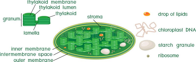 Structure De Chloroplaste Avec Des Titres Illustration de Vecteur ...