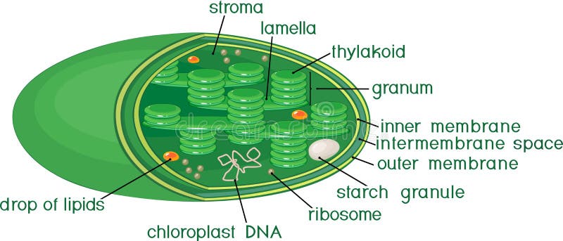 Structure D'un Chloroplaste Illustration de Vecteur - Illustration du ...