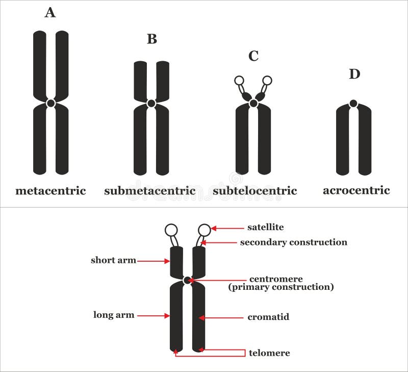 Structure de chromosome illustration stock. Illustration du durée ...