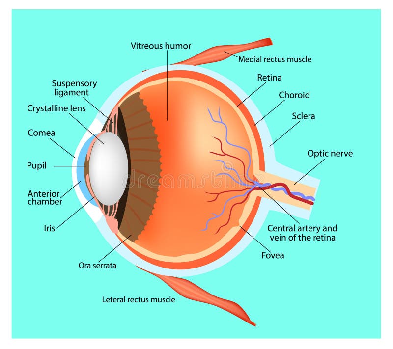 Oeil Humain En Coupe, Vision Normale Illustration de Vecteur ...