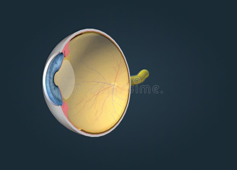 Structure De L'oeil Humain Et Anatomie De La Vision Illustration Stock ...