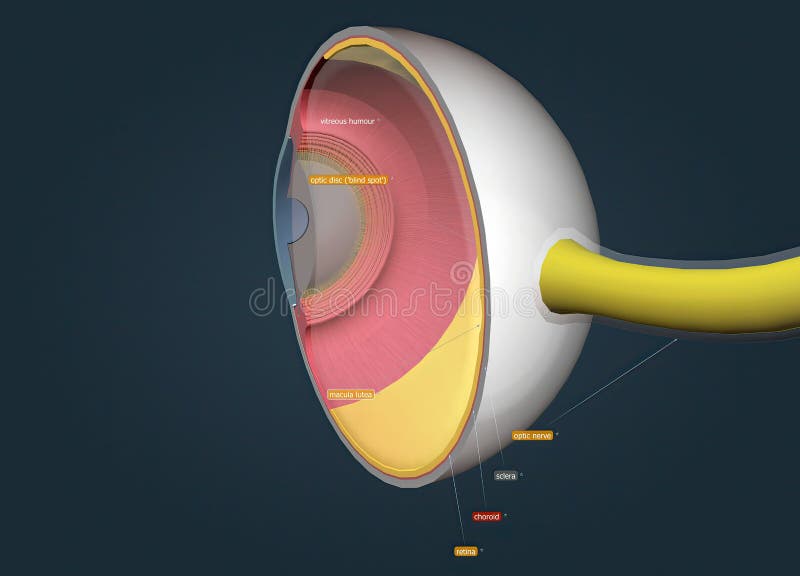 Structure De L'oeil Humain Et Anatomie De La Vision Illustration Stock ...
