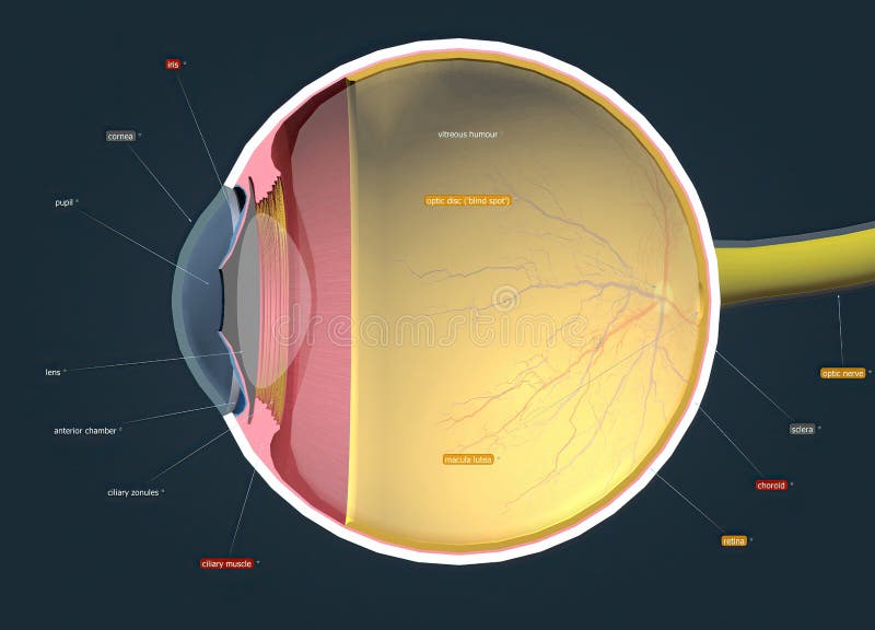 Structure De L'oeil Humain Et Anatomie De La Vision Illustration Stock ...