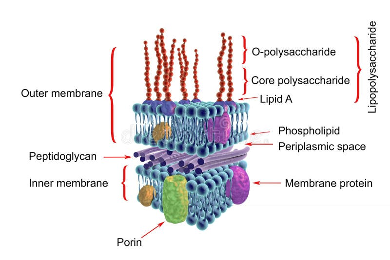 Paroi Cellulaire Des Bactéries Gram Négatives Illustration de Vecteur ...