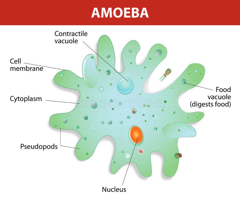 Structure D'une Amoeba Proteus Illustration de Vecteur - Illustration ...