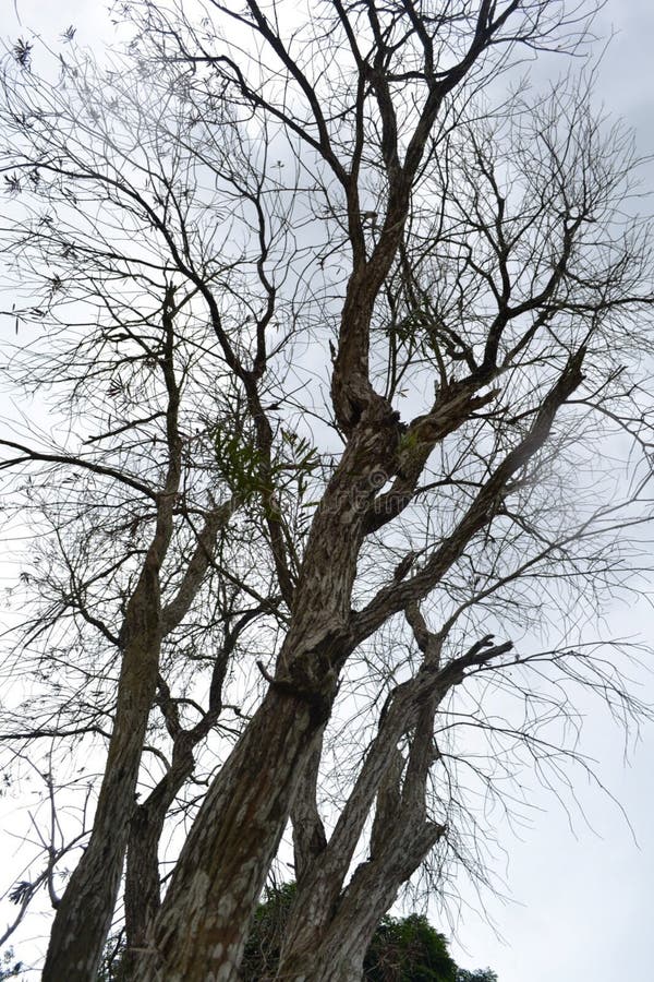 A Structure of Dead Tree Branches Silhouette with Clear Grey Blue Sky ...