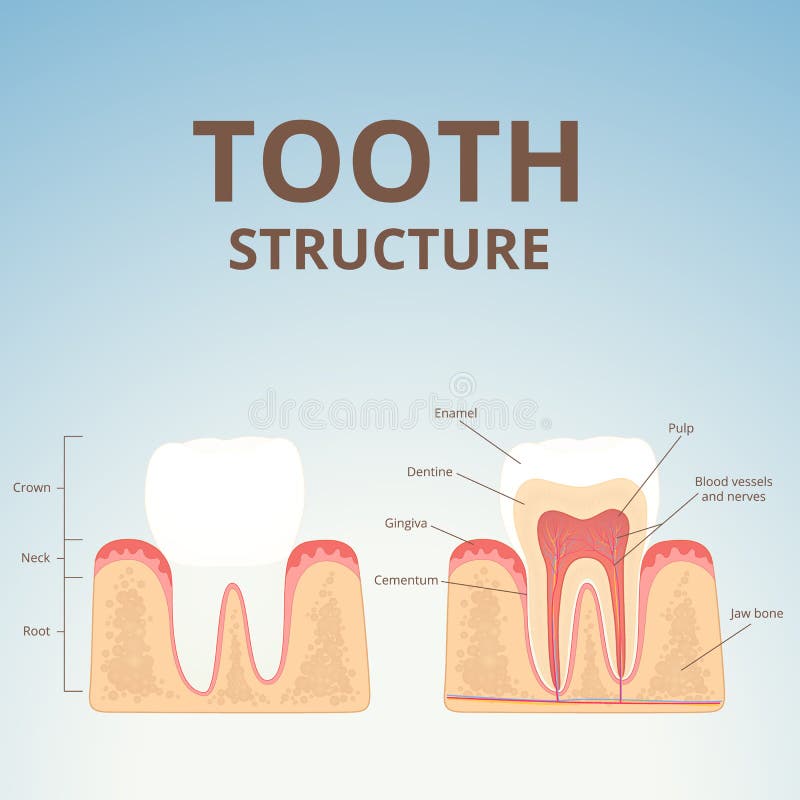 Structure Des Dents Humaines Illustration de Vecteur - Illustration du ...