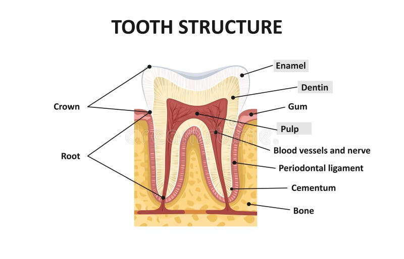 Structure Des Dents Humaines Illustration de Vecteur - Illustration du ...