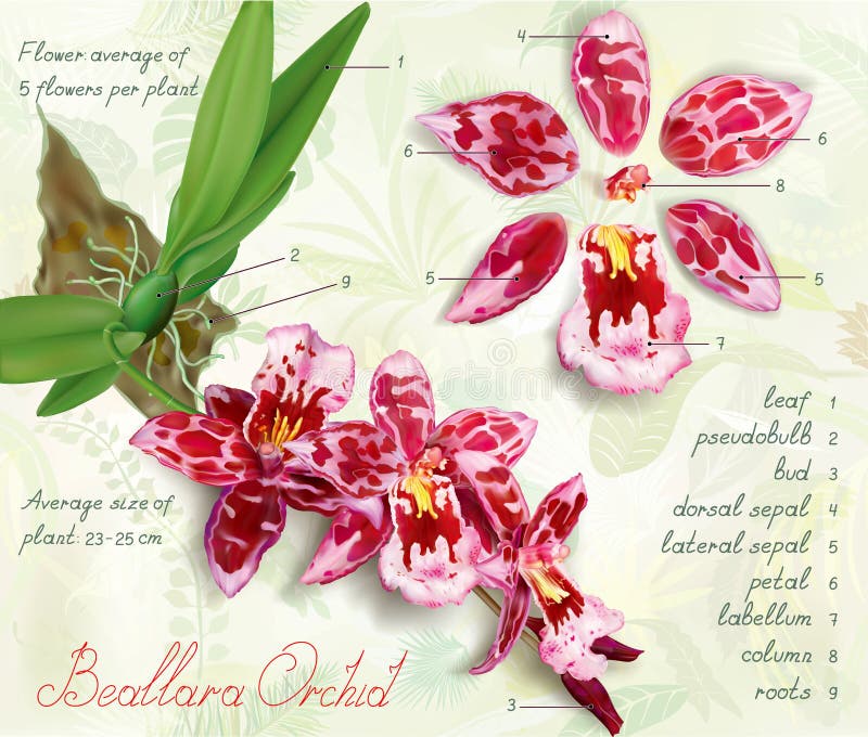 The Structure of the Orchid Flower. Stock Vector - Illustration of ...