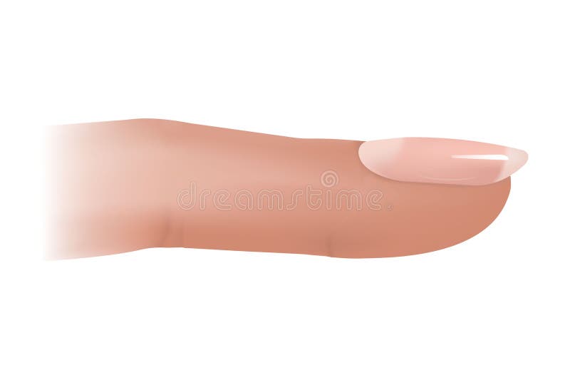 Structure and Diagram of the Nail. Cross-section and Anatomy of Nails ...