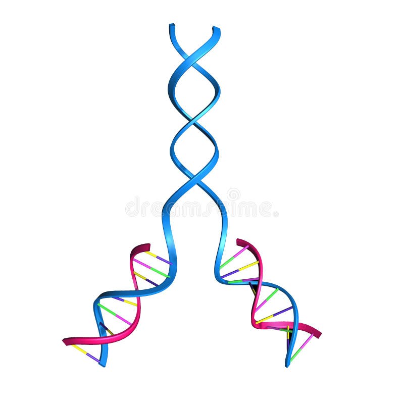 DNA, Genetic Symbol - People, Man and Woman Icon Stock Vector ...