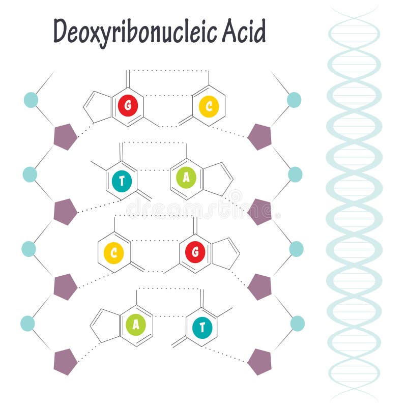 Structure of DNA Vector Illustration Stock Vector - Illustration of ...