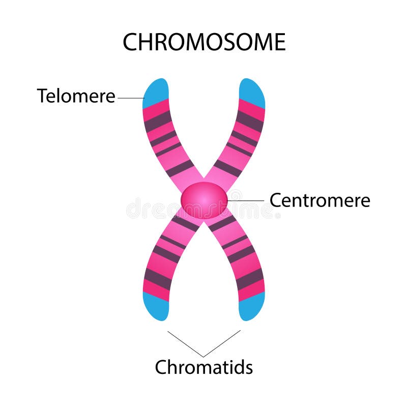 Telomere, Division Cellulaire Et Chromosomes Humains Illustration de ...