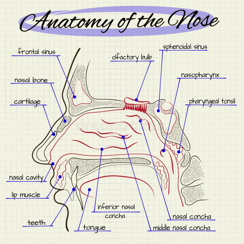 Structure du nez humain illustration de vecteur. Illustration du ...