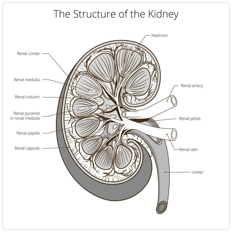 La Structure Du Rein Et Du Nephron Illustration de Vecteur ...