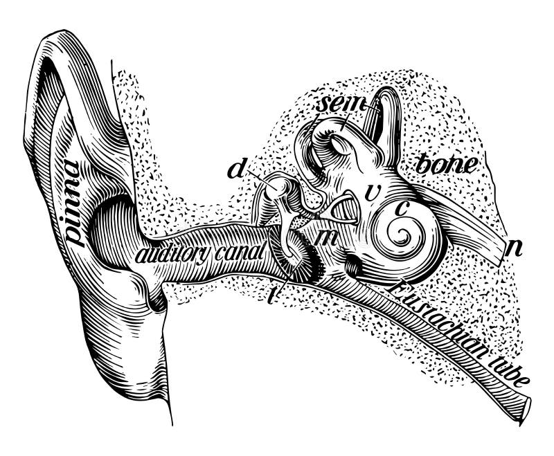 Structure of the Ear, Vintage Illustration Stock Vector - Illustration ...