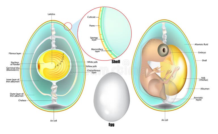 Structure of Egg. Anatomy of a Bird Embryo. Chicken Egg Development ...