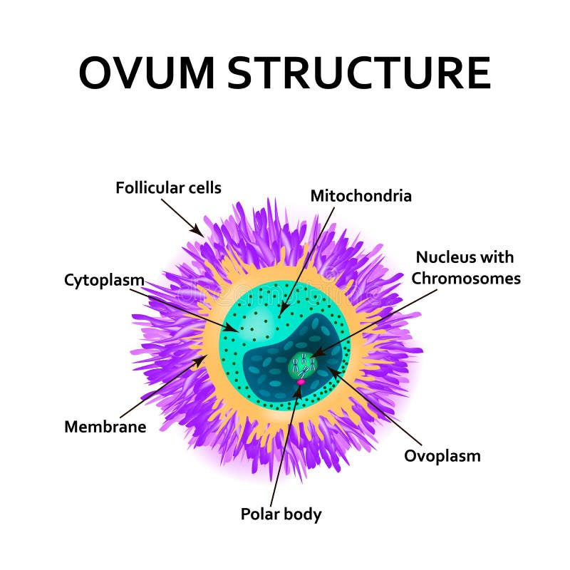 The Structure of the Egg. Ovum Anatomy Stock Vector - Illustration of ...
