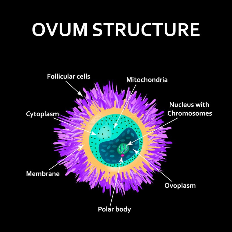 The Structure of the Egg. Ovum Anatomy Stock Vector - Illustration of ...