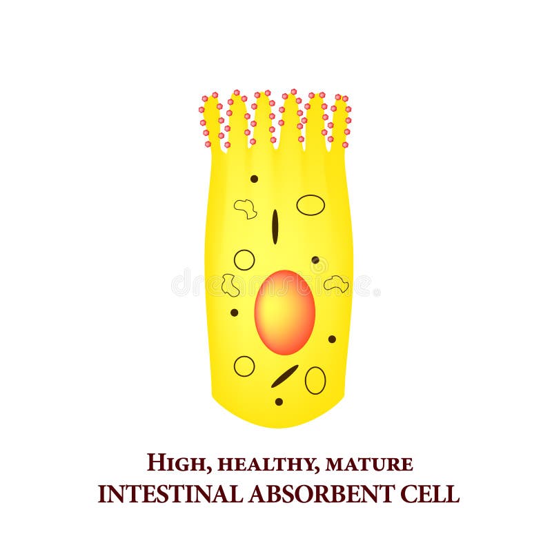 Structure of the Enterocyte. Absorptive Cells Intestine. Infographics ...