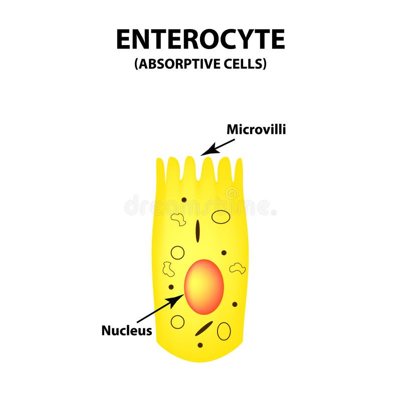 Structure Of The Enterocyte. Absorptive Cells Intestine. Infographics ...