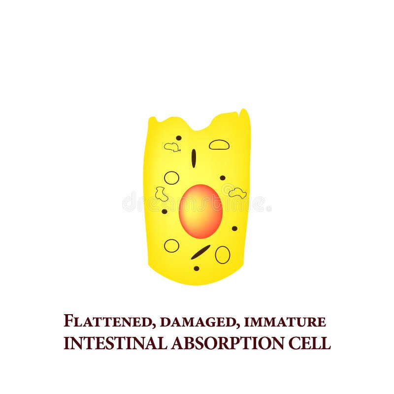 Structure of the Enterocyte. Absorptive Cells Intestine. Infographics ...