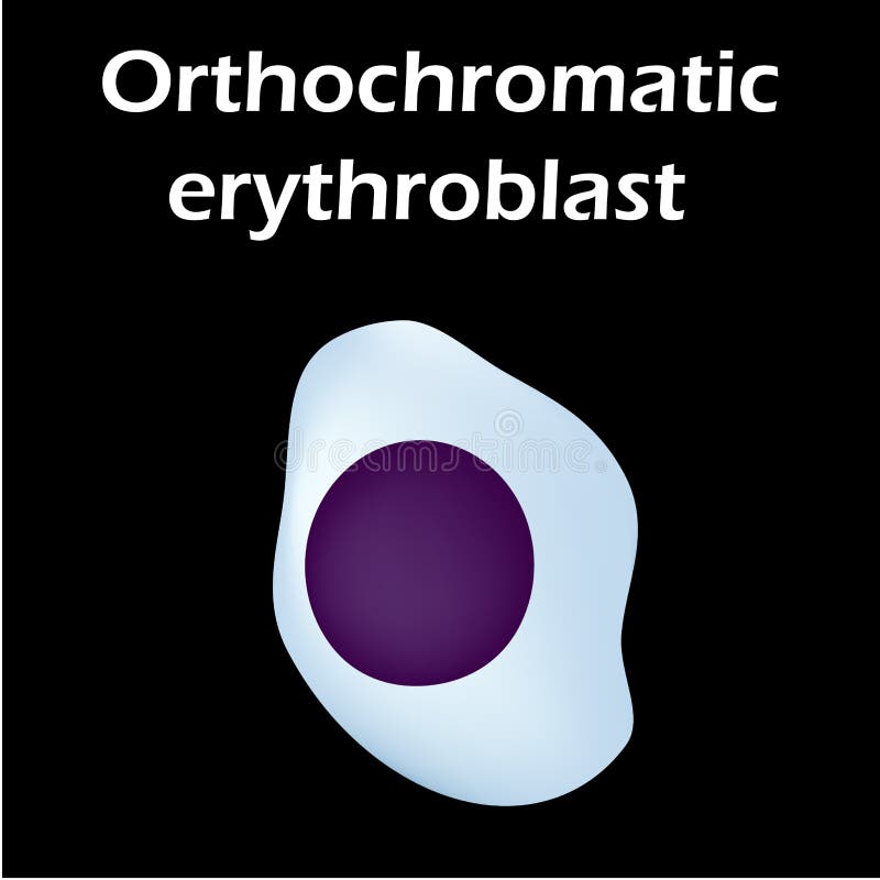 The Structure of the Erythrocyte. Erythrocyte Blood Cell. the Structure ...