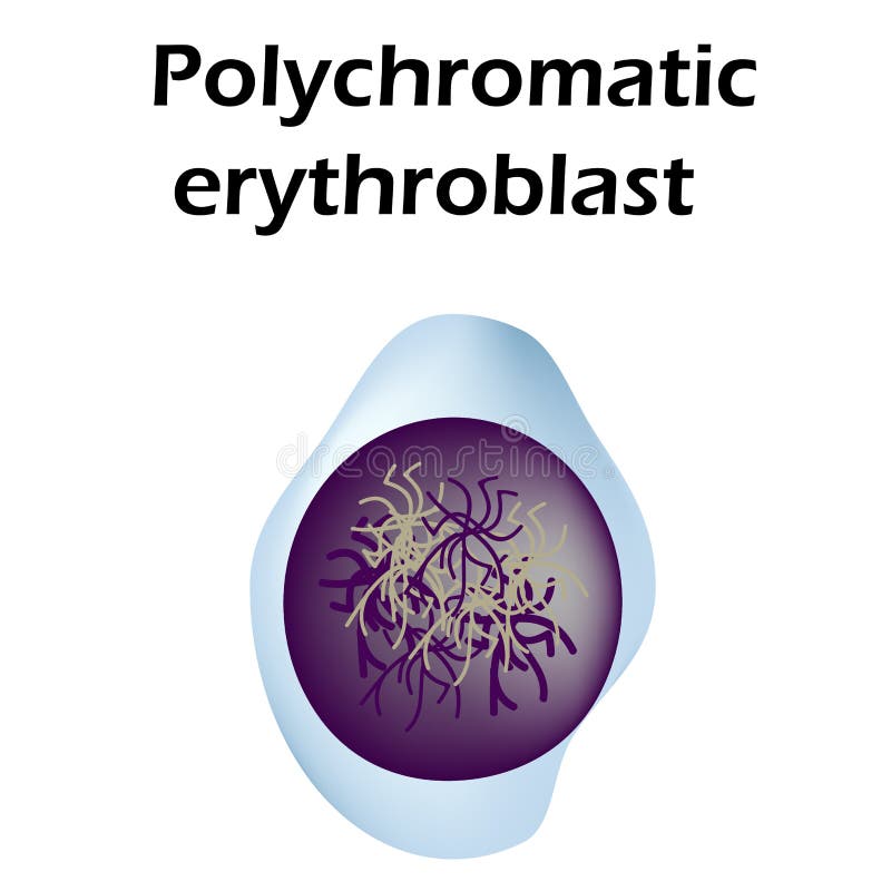 The Structure of the Erythrocyte. Erythrocyte Blood Cell. the Structure ...