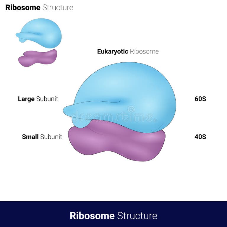 Structure Eukaryotic Ribosome 80S Ribosome Showing Smaller and Larger ...