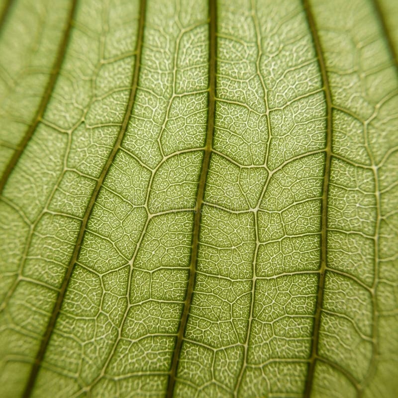 Typical Venation Structure Stock Illustrations – 270 Typical Venation ...