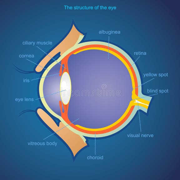 Eye Layers Stock Illustrations – 9,390 Eye Layers Stock Illustrations ...