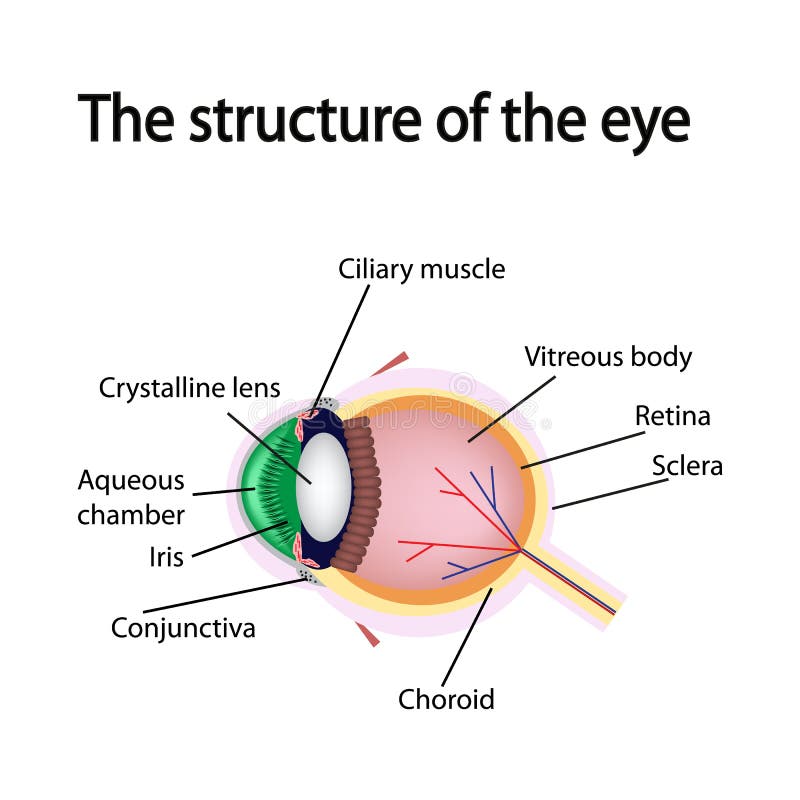 The structure of the eye stock vector. Illustration of iris - 54064659