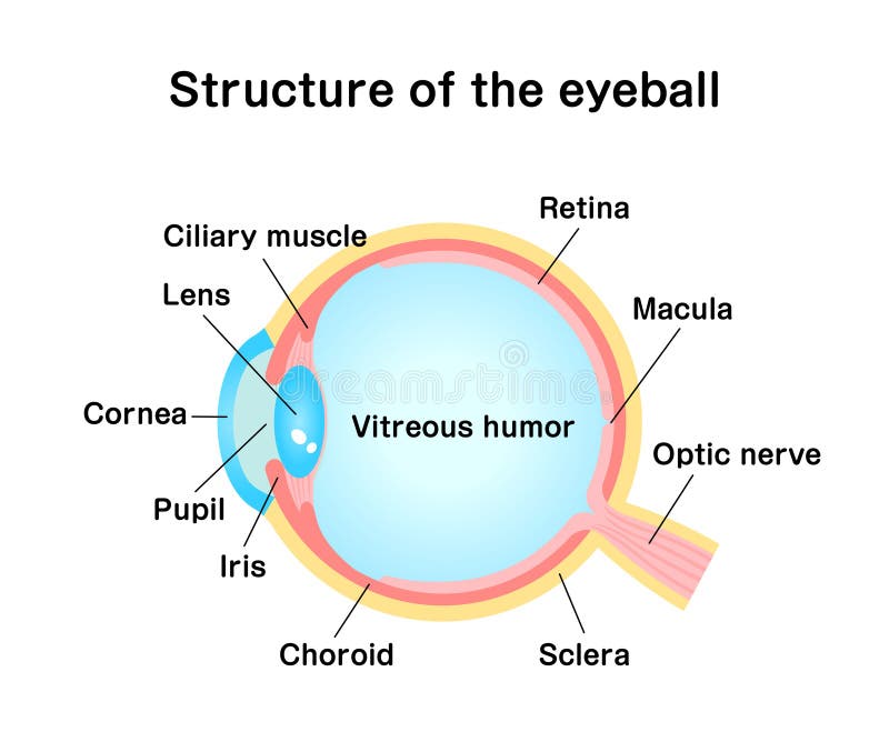 Structure of Eyeball Illustration Stock Vector - Illustration of vision ...