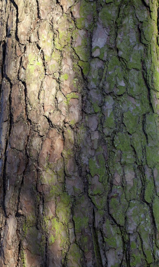 Structure and Features of Tree Bark Close-up Stock Photo - Image of ...