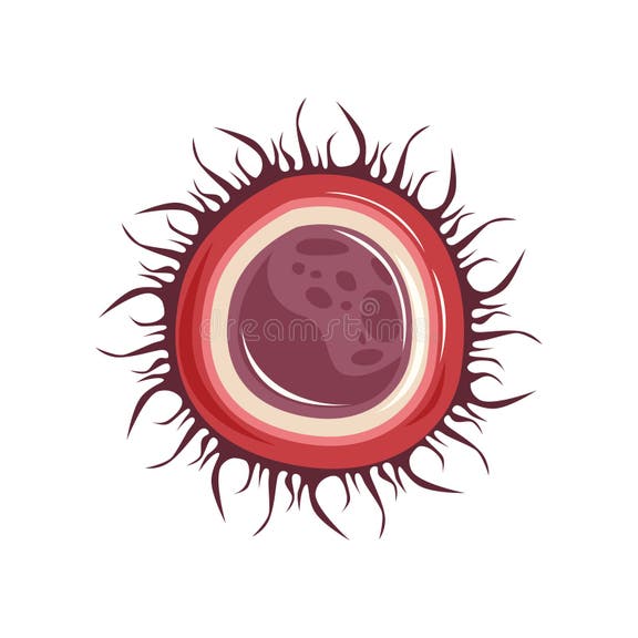 Female Egg Structure Stock Illustrations 364 Female Egg Structure