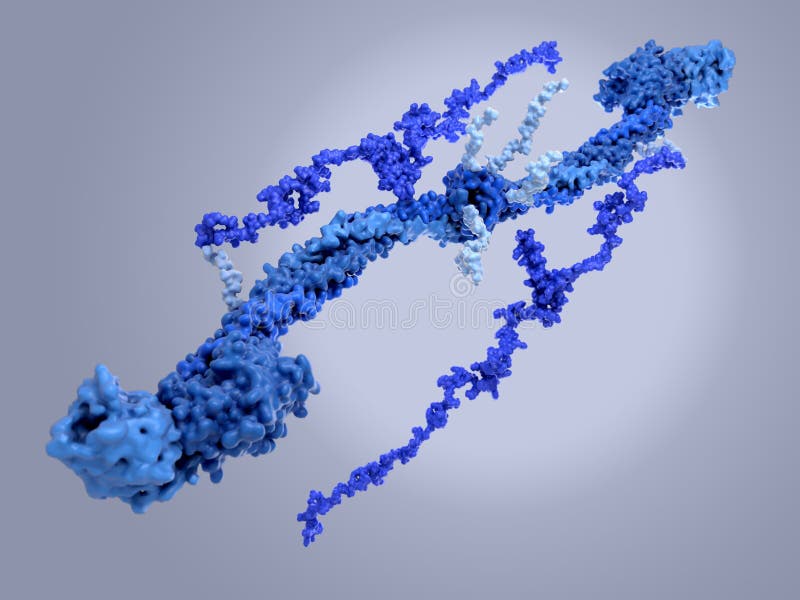Structure of a Fibrinogen Molecule Stock Illustration - Illustration of ...