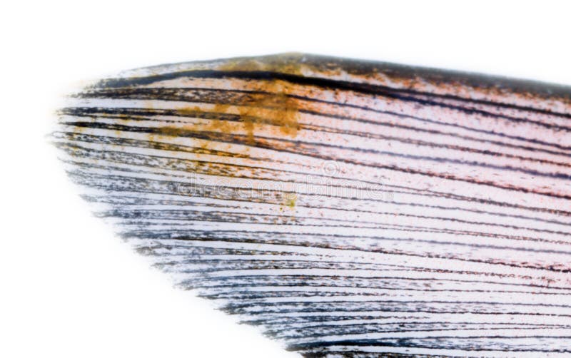 The Structure of the Fish Fin Stock Image - Image of green, anatomy ...