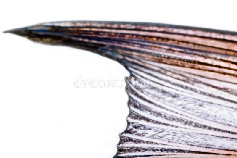 The Structure of the Fish Fin Stock Image - Image of fish, fishery ...